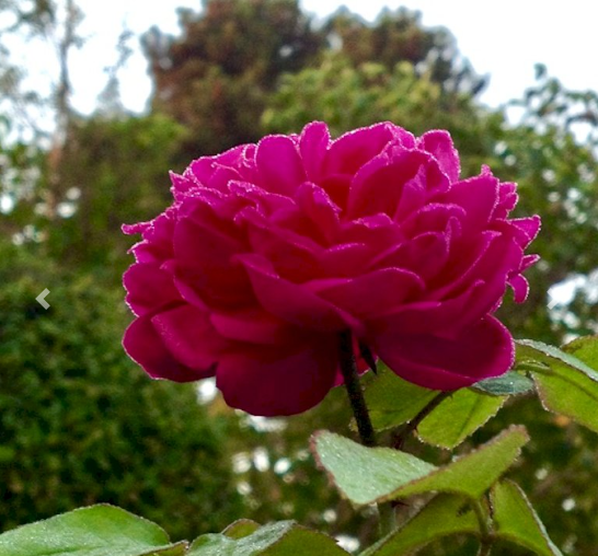 Roser til haven - her er de bedste sorter og sådan passer du dem