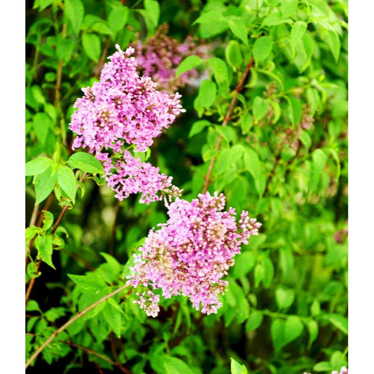 Syren Guide - Her er de bedste syren sorter til haven