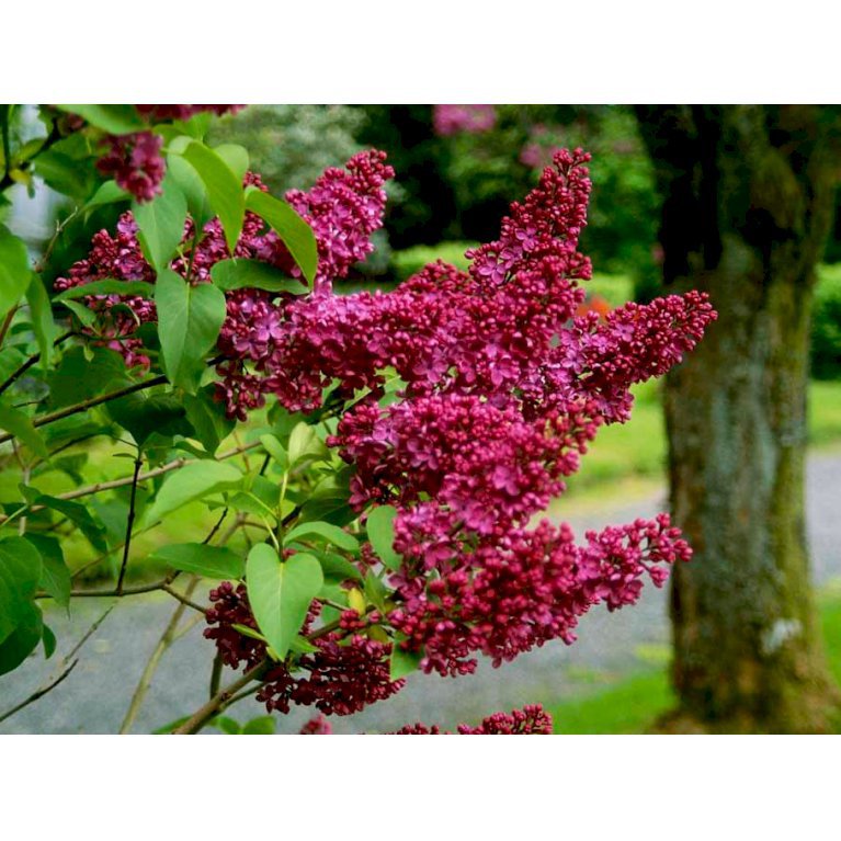 Syren Guide - Her er de bedste syren sorter til haven