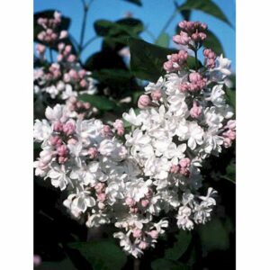 Syren guide: 5 blomstrende syrener til din have