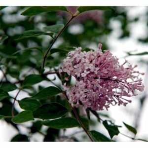 Syren guide: 5 blomstrende syrener til din have