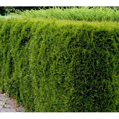 Thujahæk : Almindelig Thuja hække & Thuja Træer & Mere
